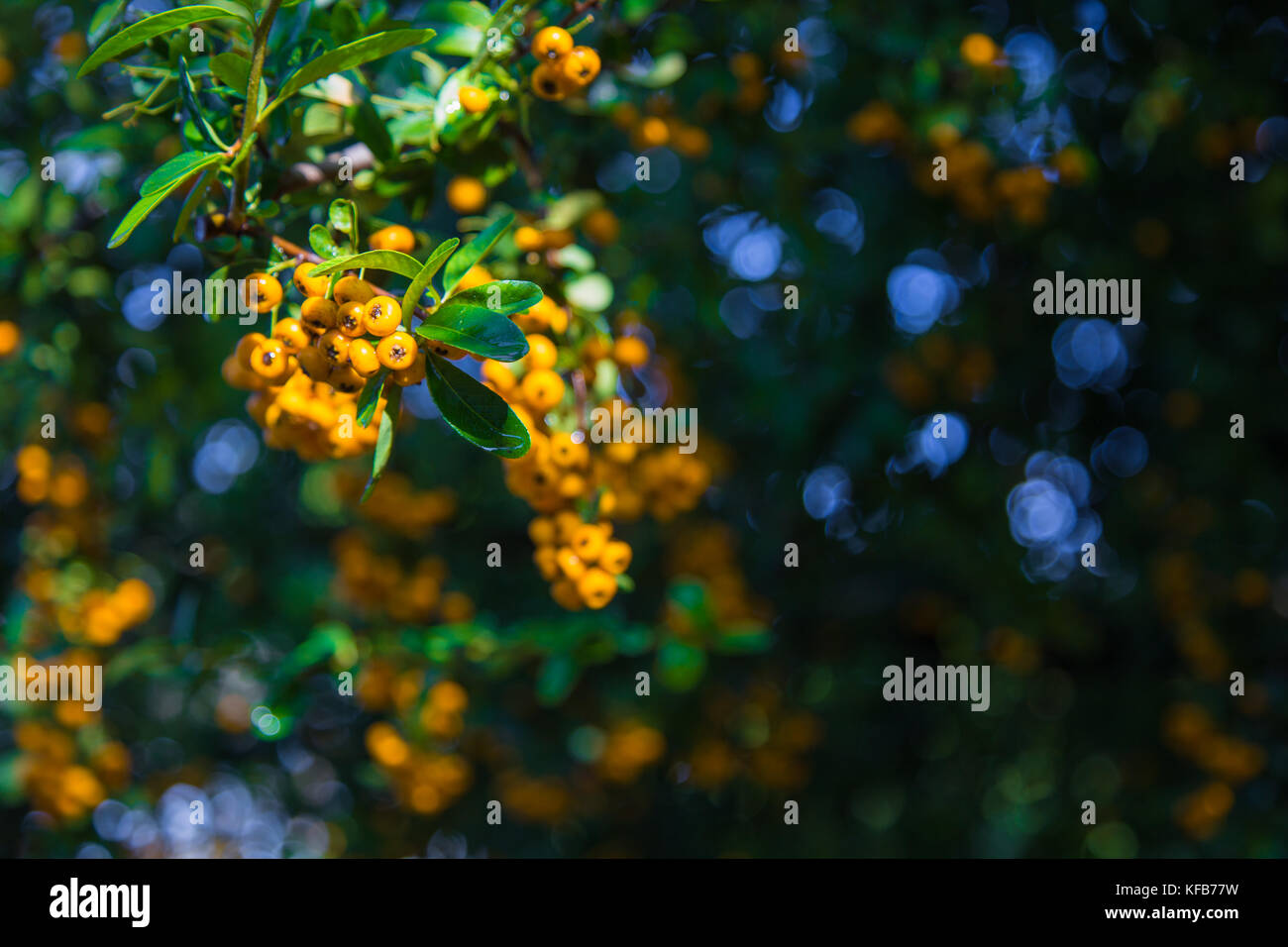 Cotoneaster cotoneaster pyracantha hi-res stock photography and images ...