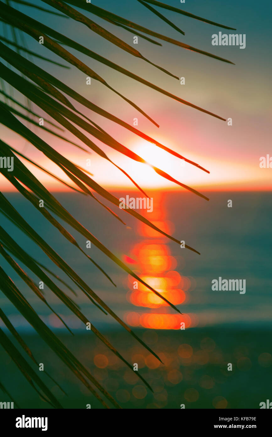 Promise of heavenly rest. Sunset through leaves of palm trees on Indian ...