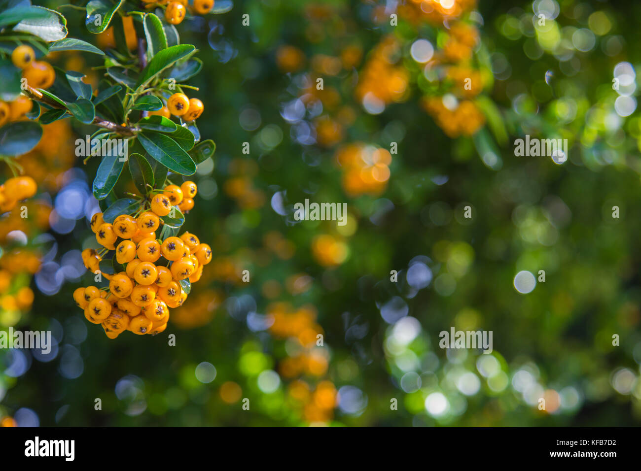 Cotoneaster cotoneaster pyracantha hi-res stock photography and images ...