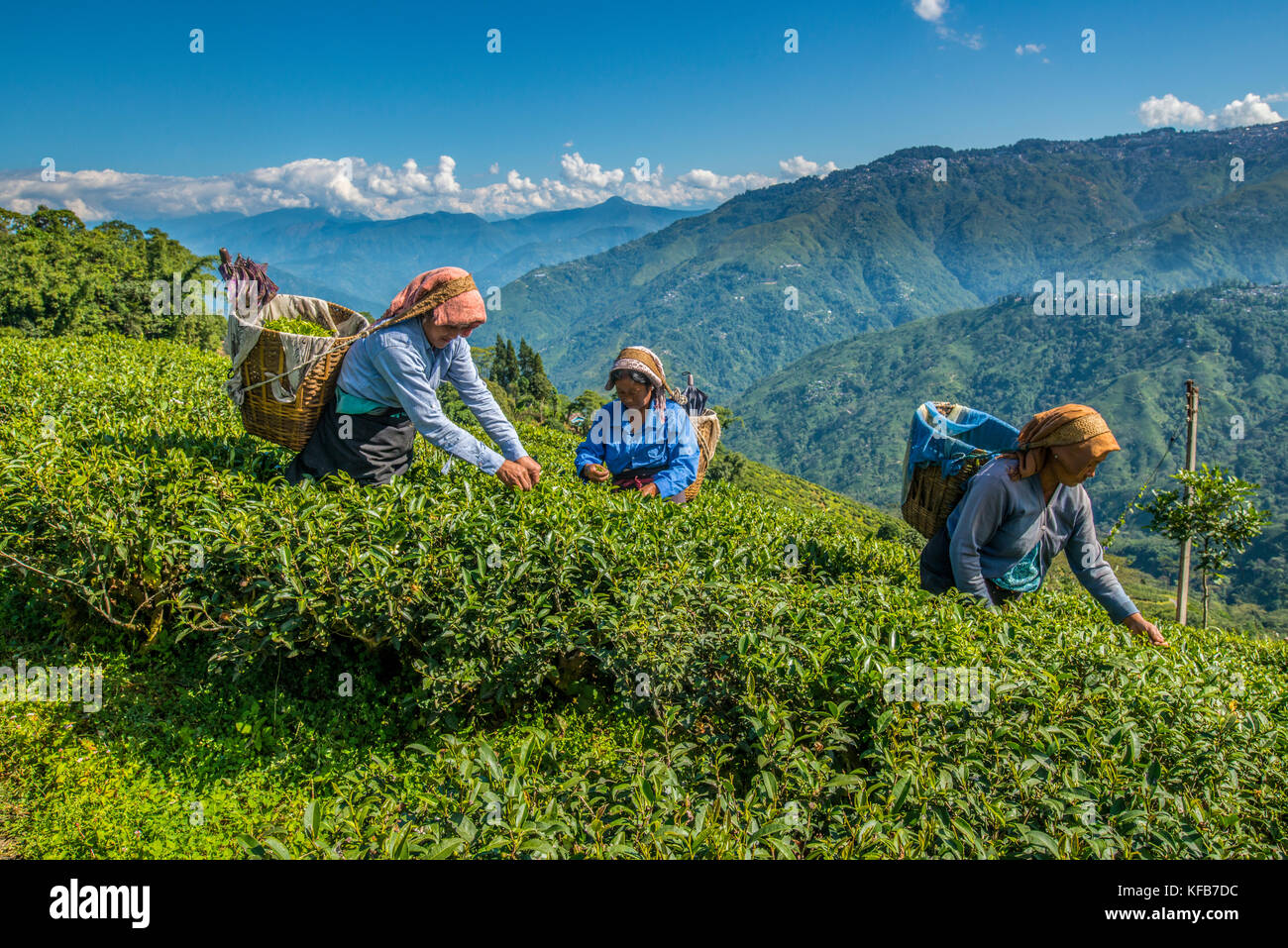 Tea garden estate hi-res stock photography and images - Alamy