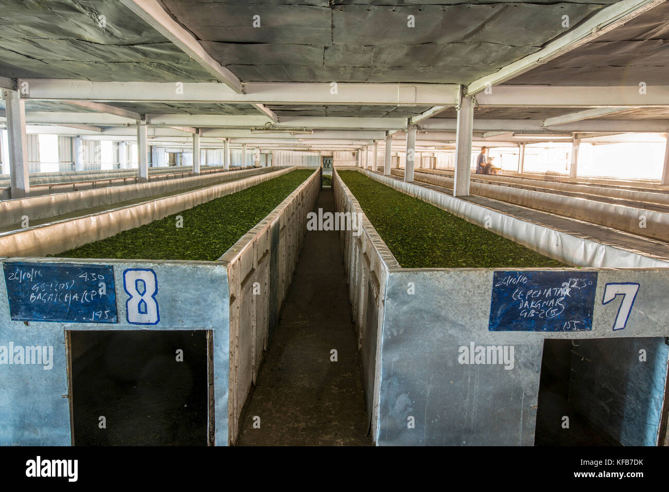 INDIA, DARJEELING, Withering troughs in a tea-factory in Darjeeling ...