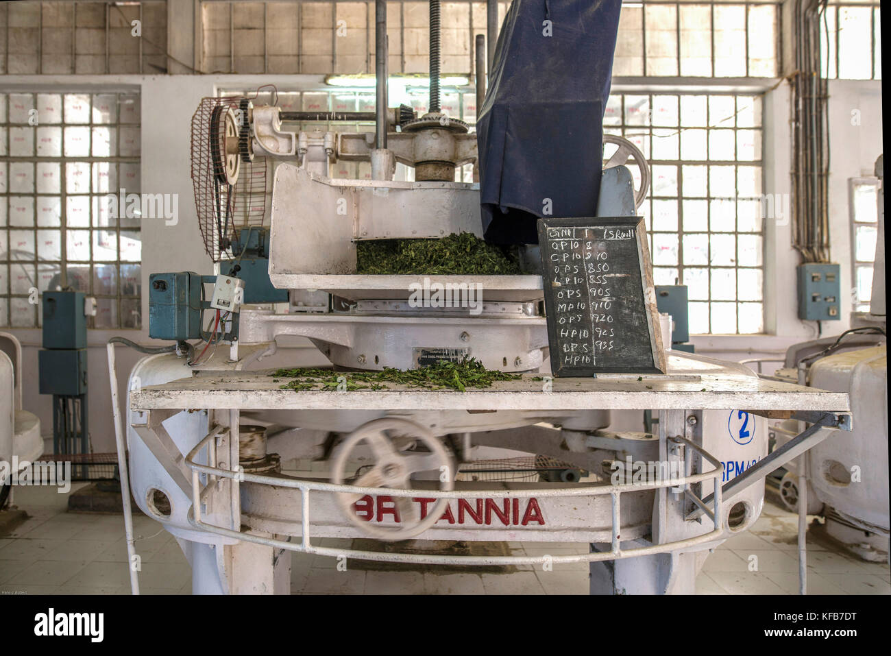 INDIA, DARJEELING, : Roller in a tea factory in Darjeeling where fresh ...