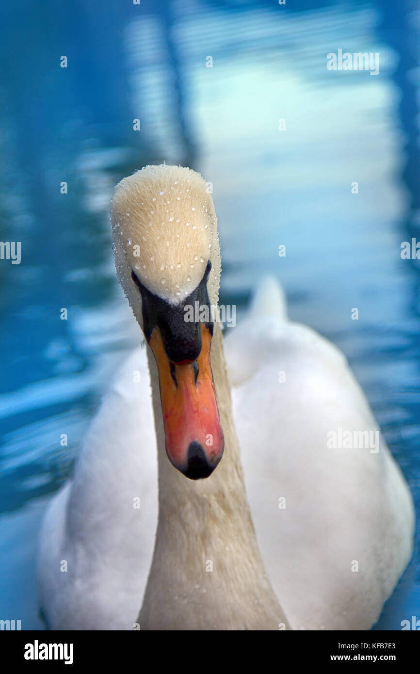 Mute Swan said most beautiful Regal bird because it effectively reveals ...