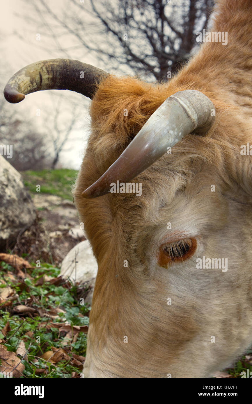 bright cow in open pasture head with antlers closeup Stock Photo - Alamy