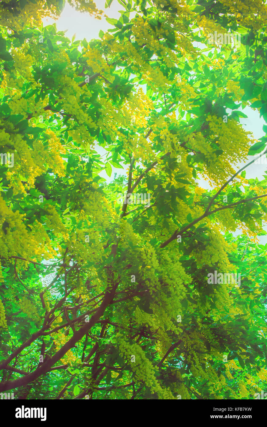 spring background green flowering tree. yellow flowers in sun Stock ...