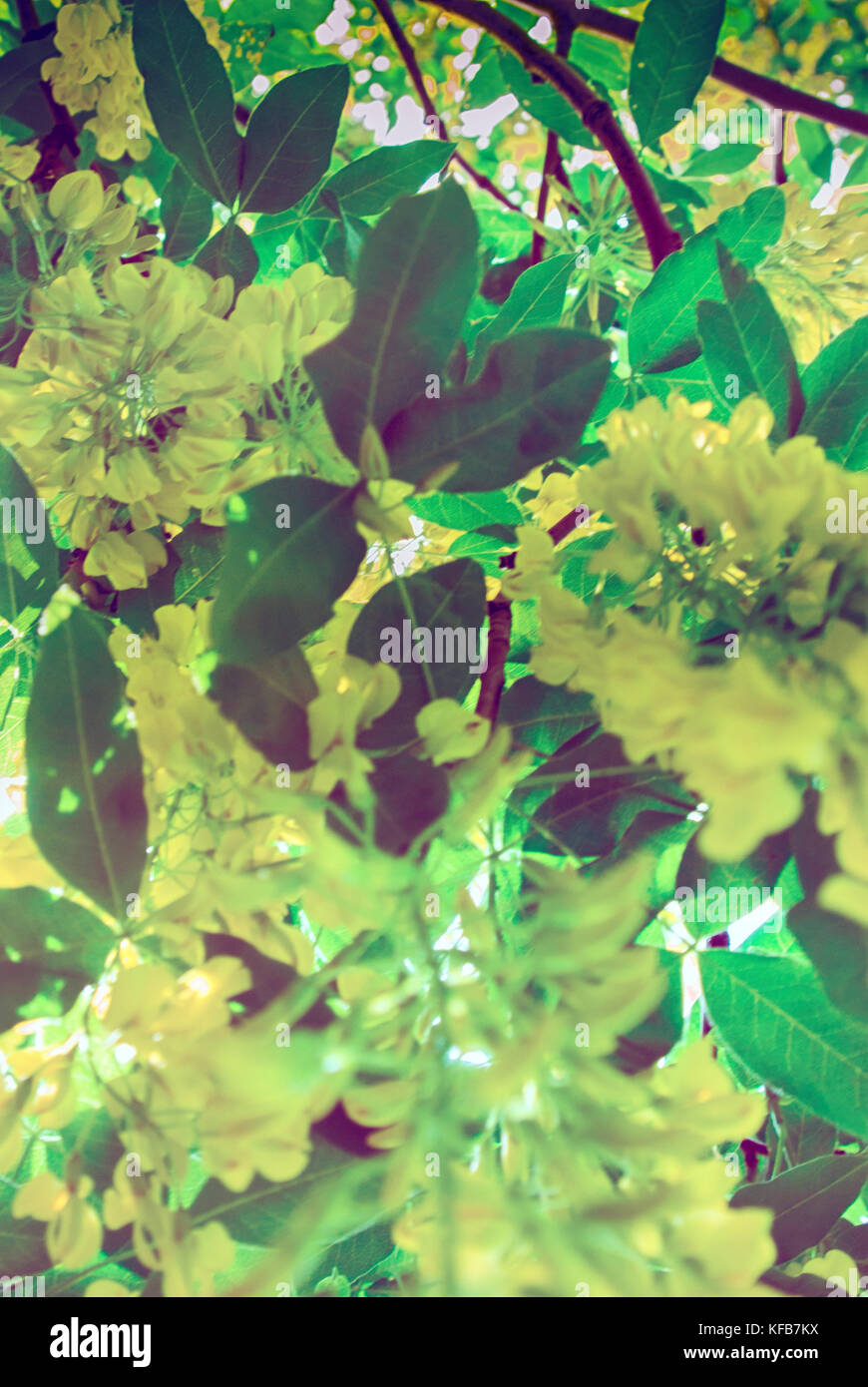 spring background green flowering tree. yellow flowers in sun Stock ...
