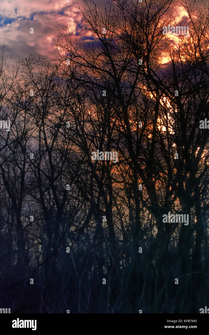 terrible depression dark magic forest in lunar energy at night Stock ...