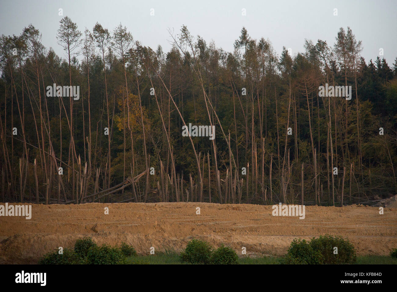 Fallen trees caused by extremaly high speed wind close to Gniezno ...
