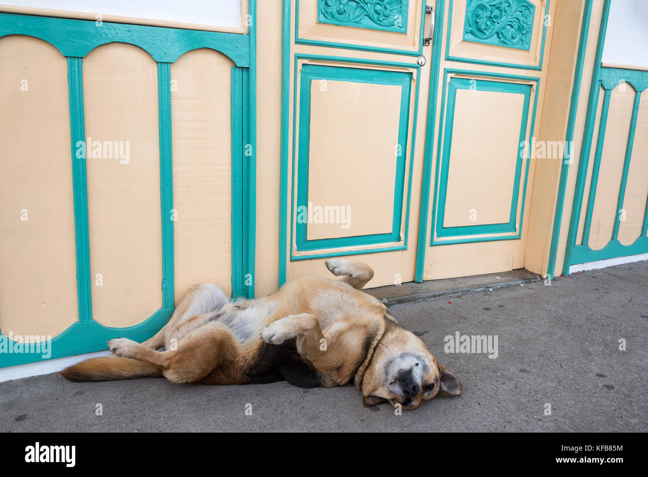 Dog laying on its back on a sidewalk in Salento, Colombia Stock Photo ...