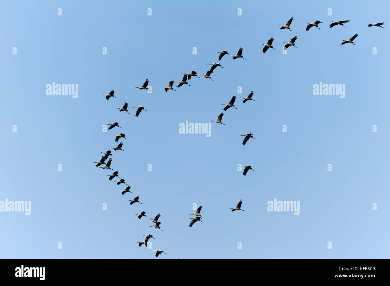 V Shaped Flight Formation High Resolution Stock Photography and Images ...
