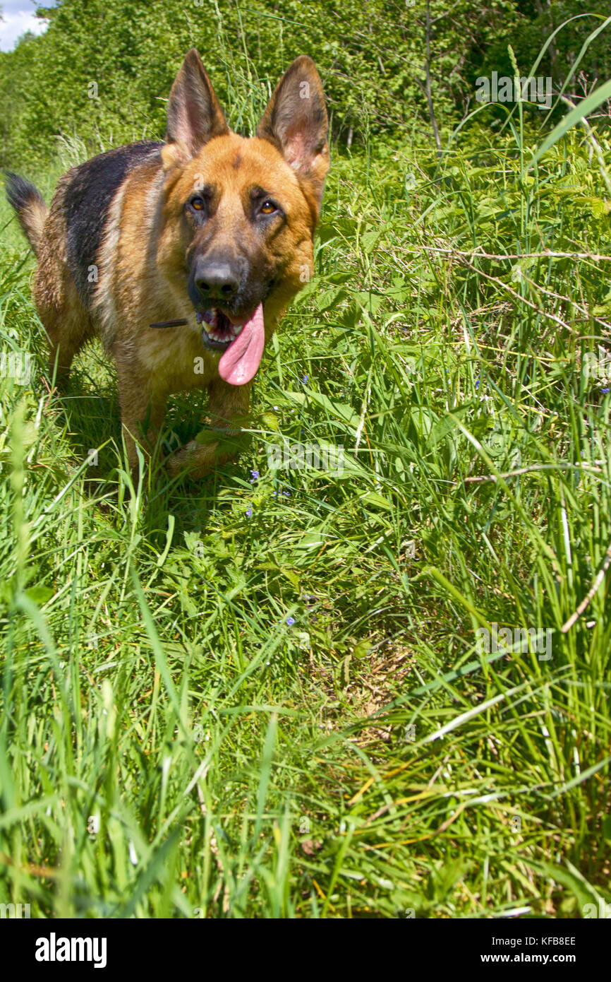 German shepherd on green grass in park. around summer green beautiful ...