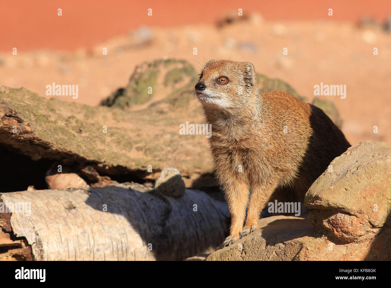 Yellow Mongoose close up, Botswana Stock Photo - Alamy