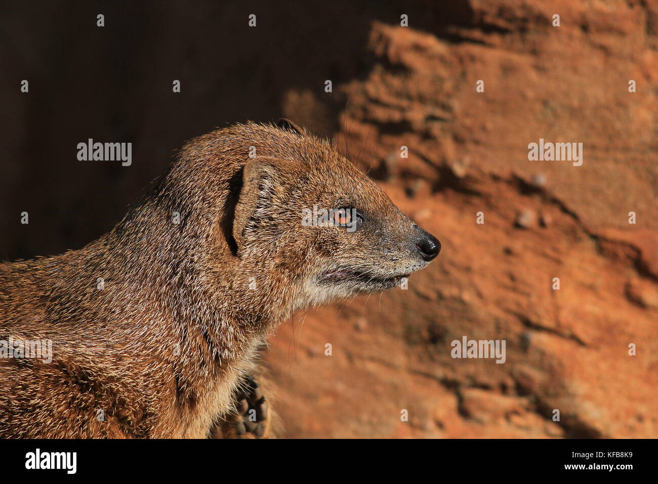 Meerkat snake hi-res stock photography and images - Alamy