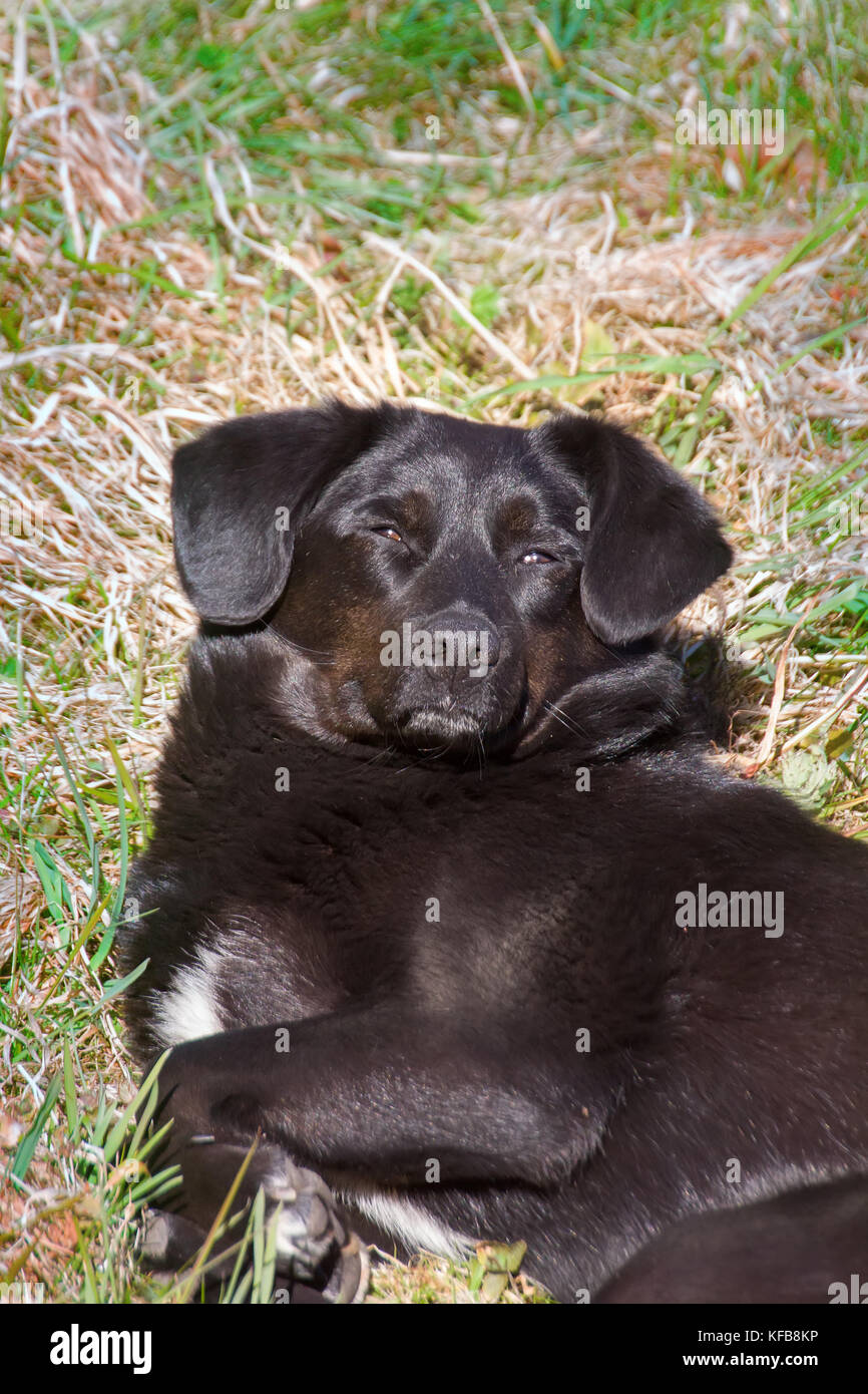 Black mongrel dog sleeping in spring on green grass in warm sun Stock ...