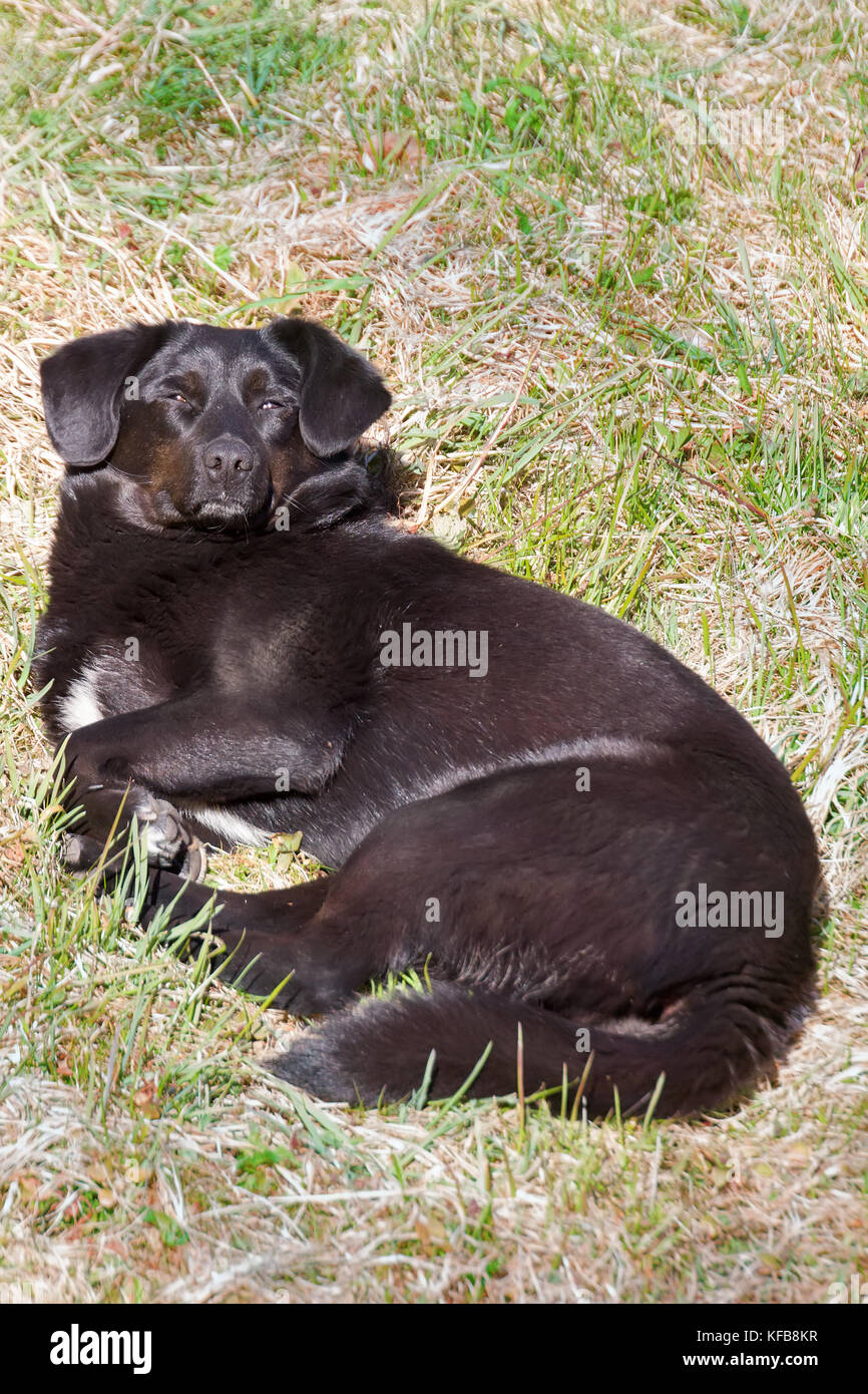 Black mongrel dog sleeping in spring on green grass in warm sun Stock ...