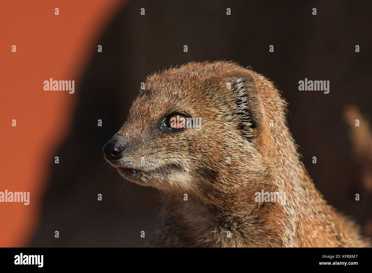 Yellow Mongoose face in the Kalahari desert, Botswana Stock Photo - Alamy