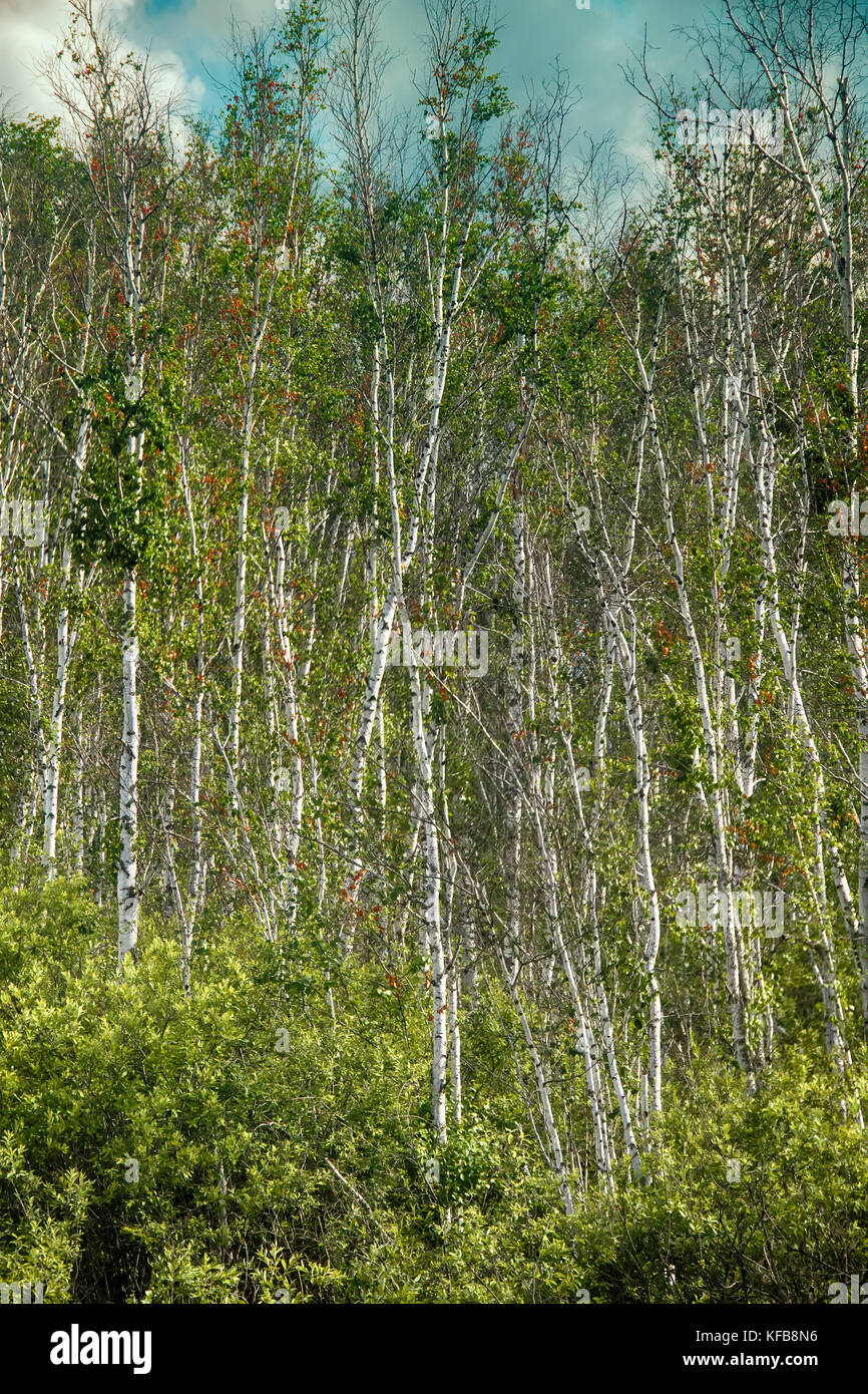 Berezka hi-res stock photography and images - Alamy