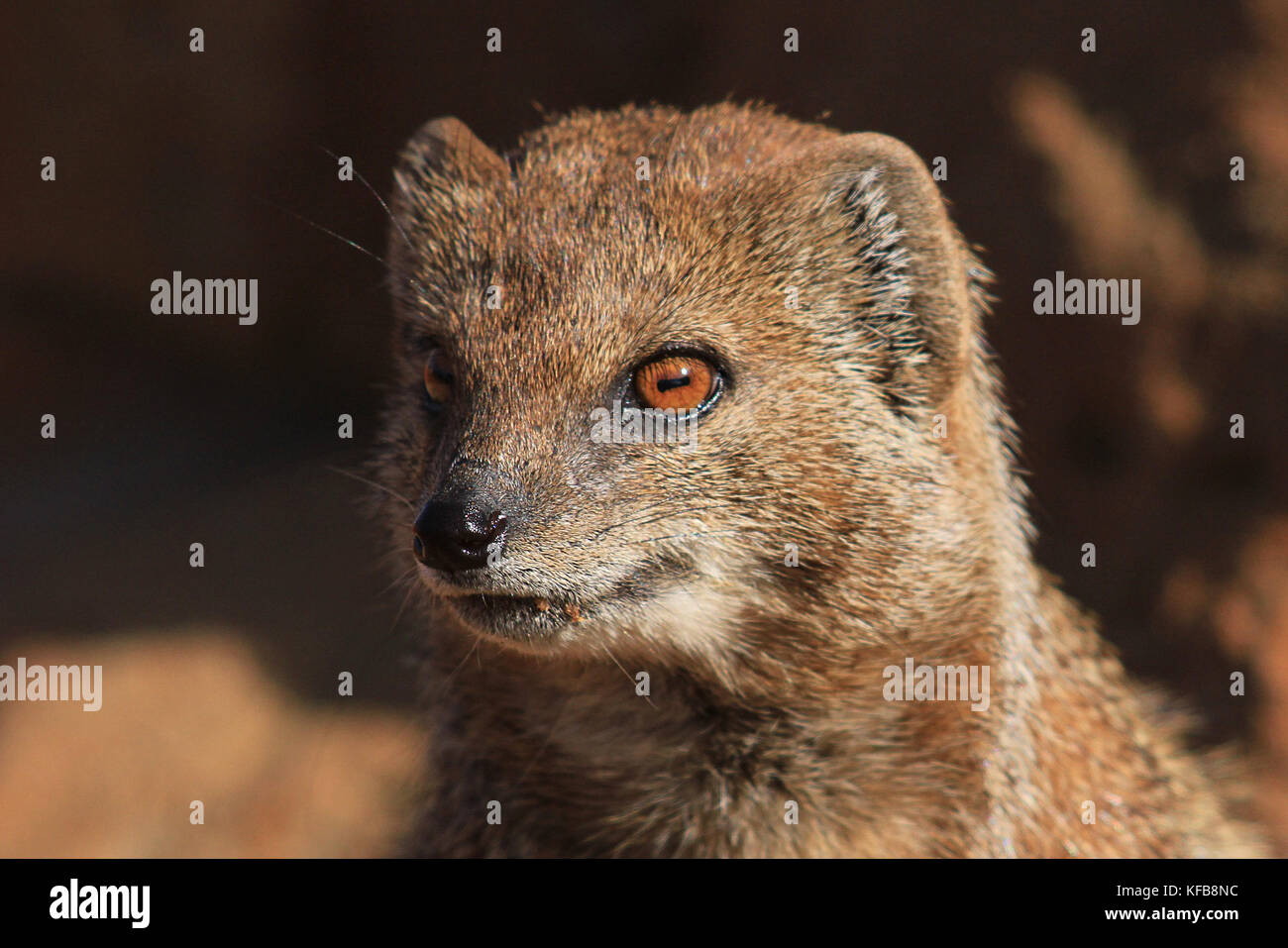 Yellow Mongoose head close up in front of a rock in the Kalahari desert ...