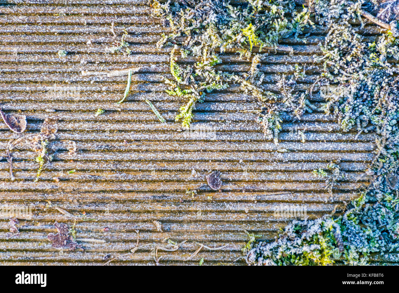Icey fallen leaves hi-res stock photography and images - Alamy