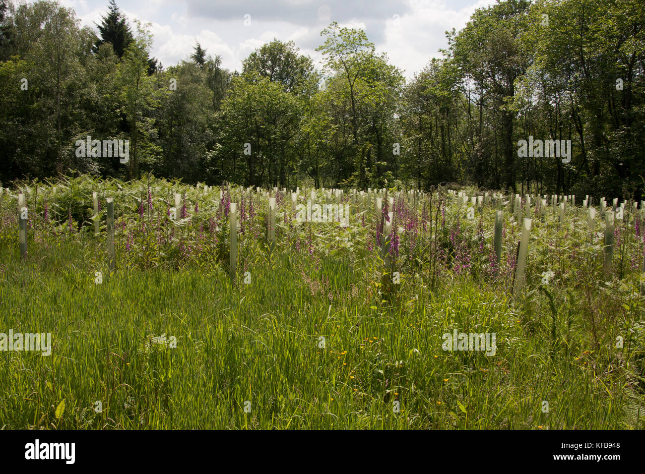 new oak tree planting in Tugley Wood forestry commission, Chiddingfold ...