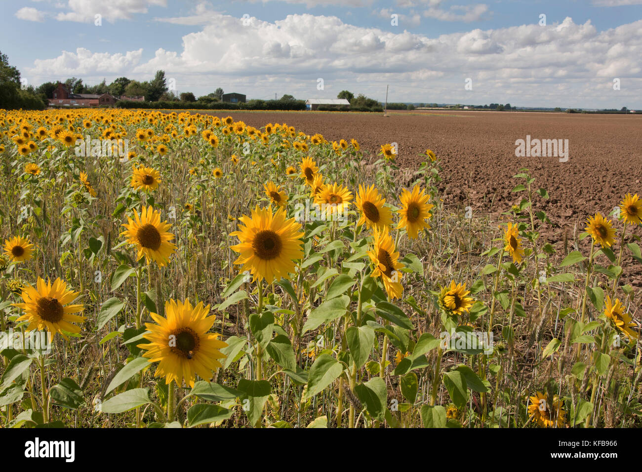 Set aside field hi-res stock photography and images - Alamy