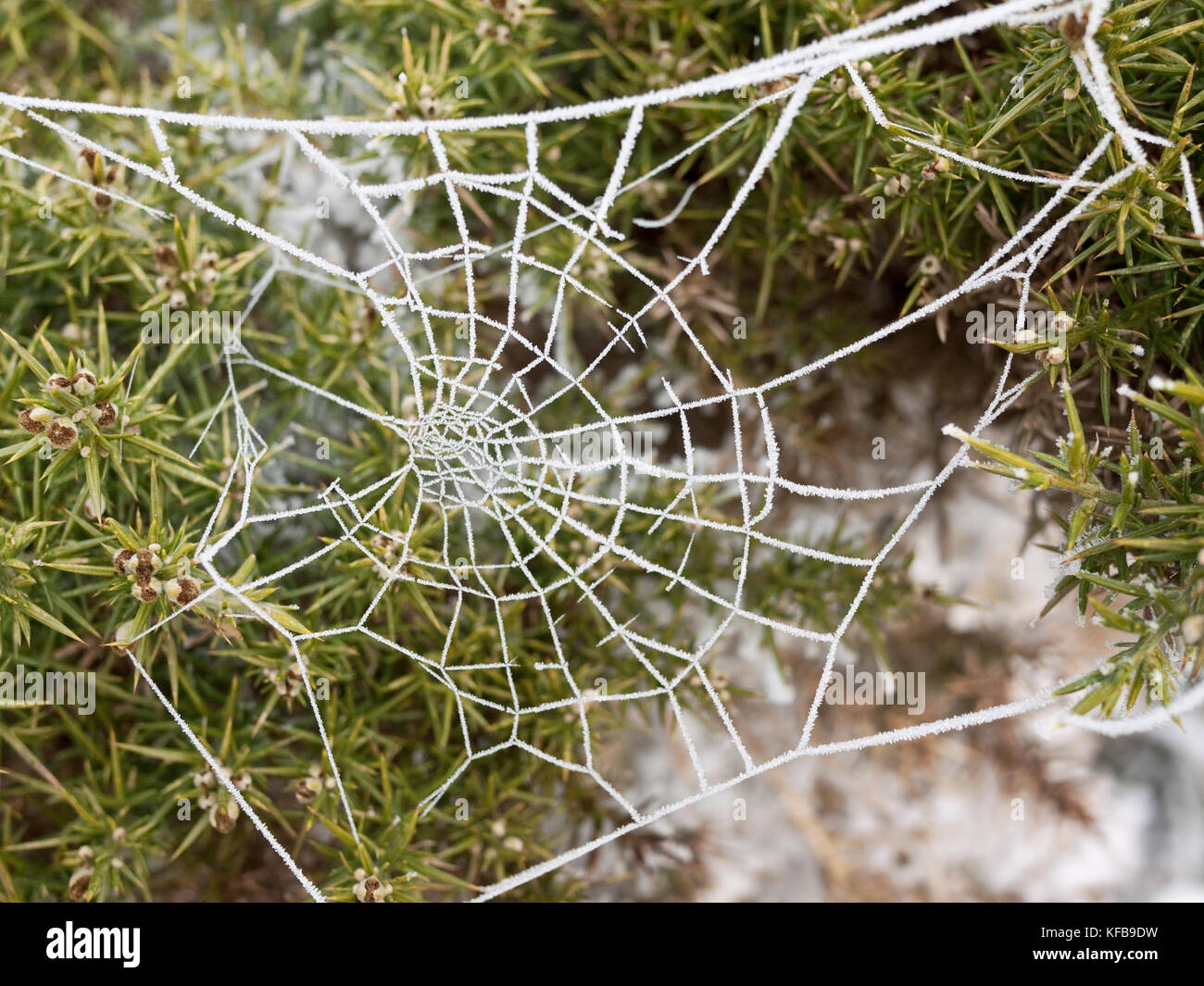 Cobwebs in the frost hi-res stock photography and images - Alamy
