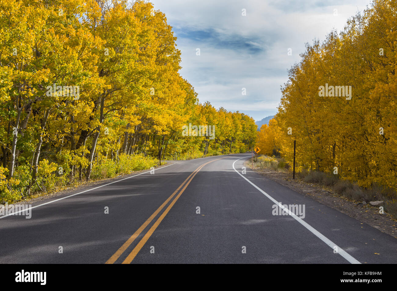 Aspen groves in peak fall color line the sides of the road as it winds ...