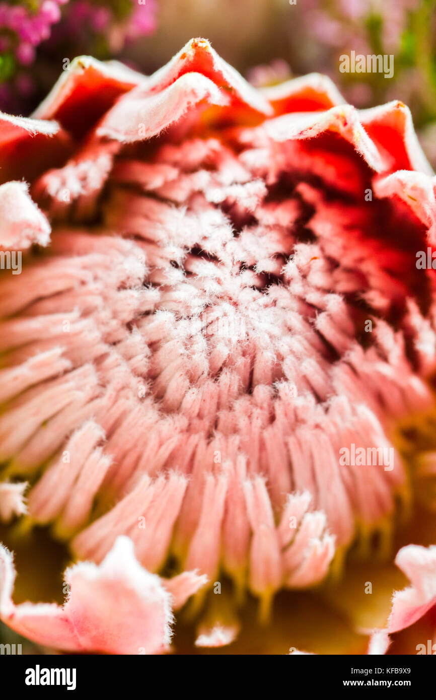 Pink king protea flower (Protea cynaroides, sugarbush, suikerbos ...
