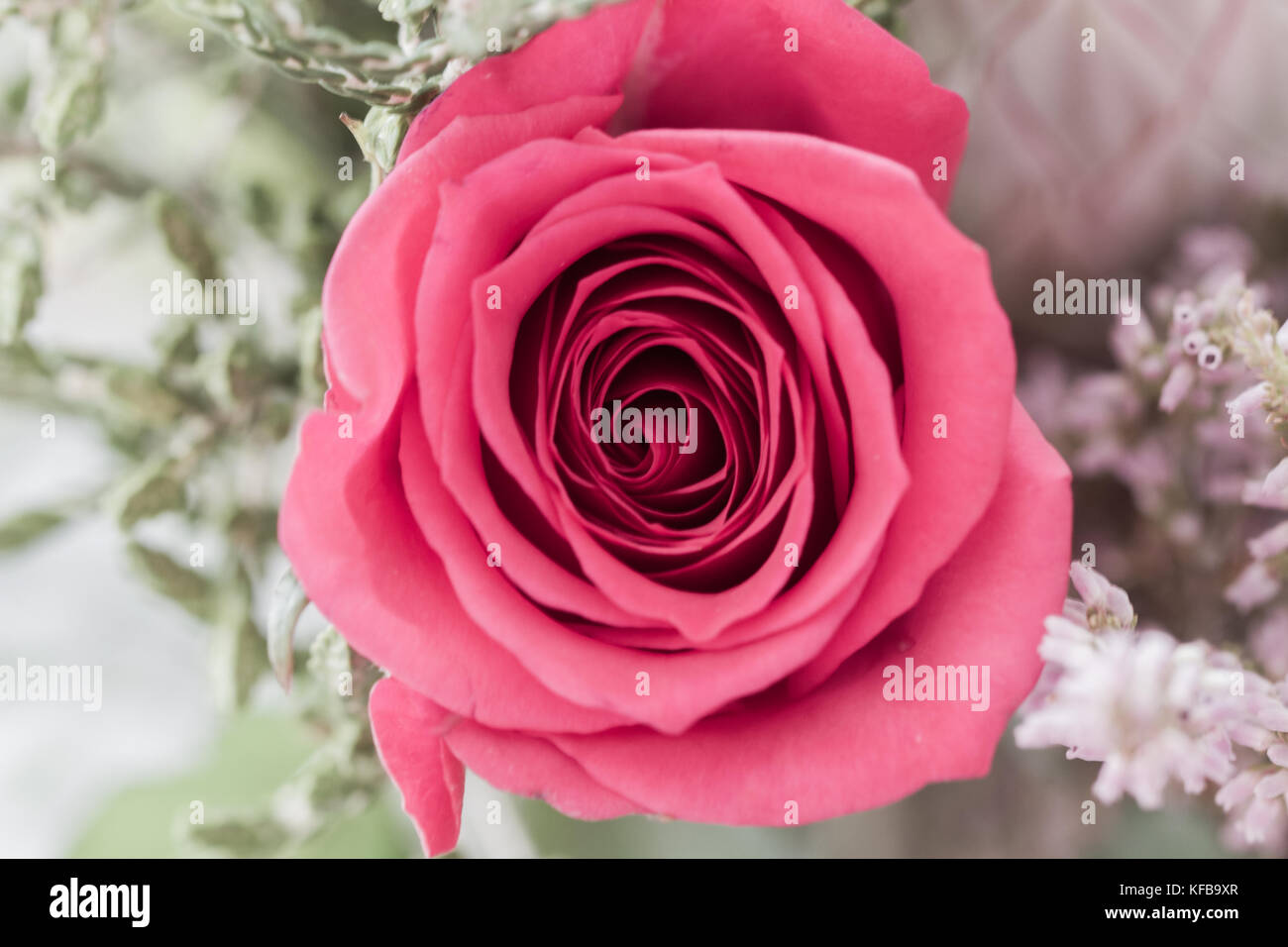 Close-up of pink rose indors, in a bouquet Stock Photo - Alamy