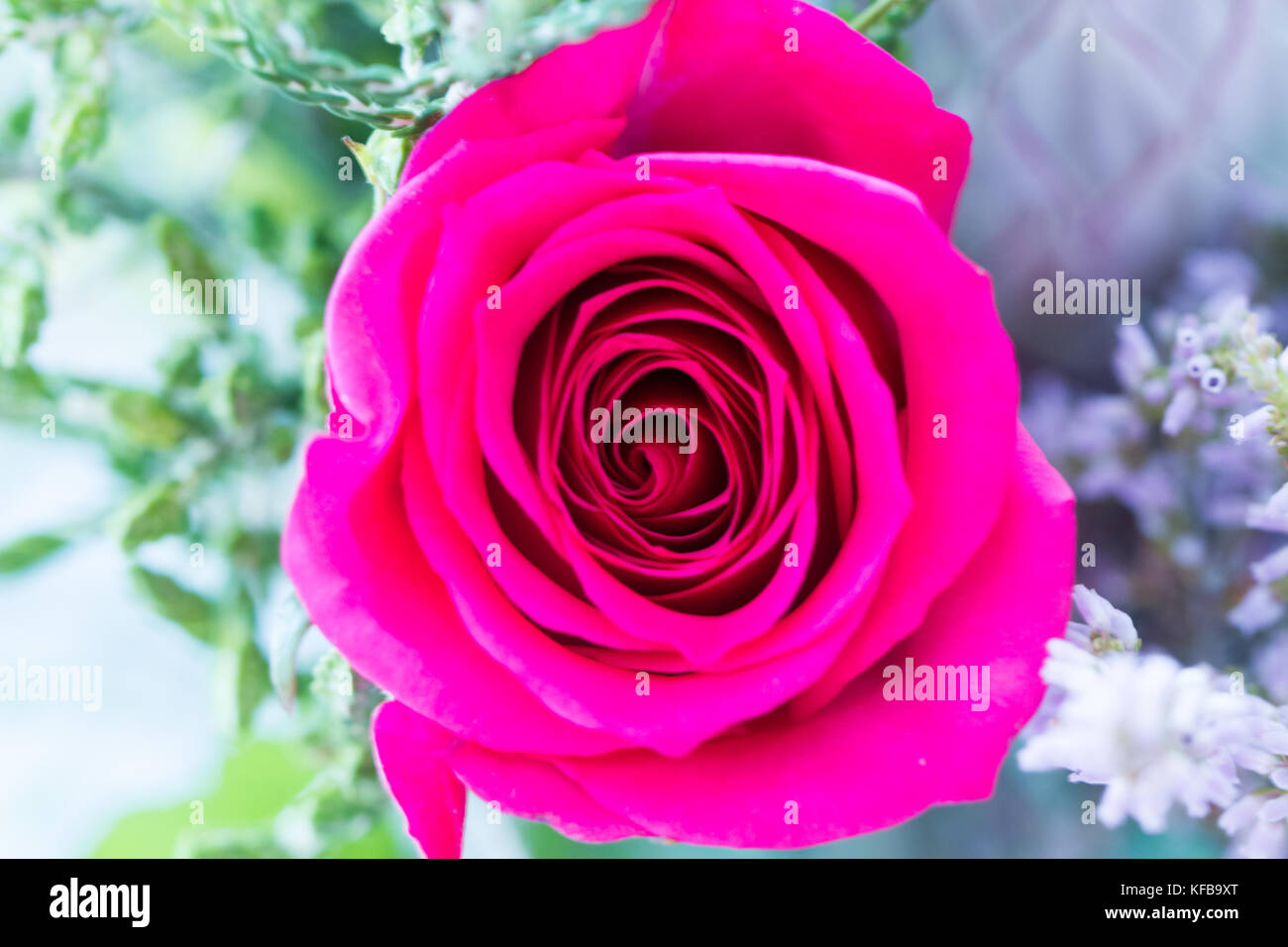 Close-up of pink rose indors, in a bouquet Stock Photo - Alamy
