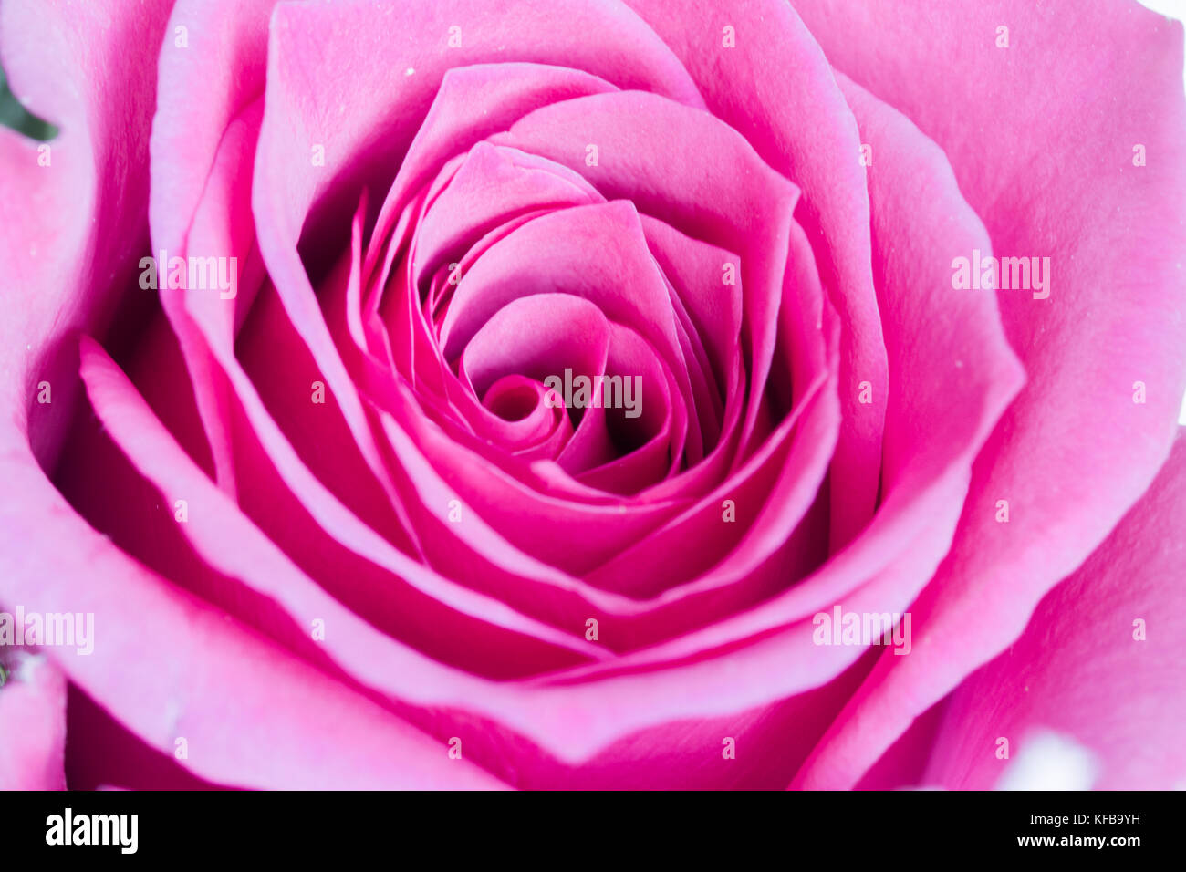 Close-up of pink rose indors, in a bouquet Stock Photo - Alamy