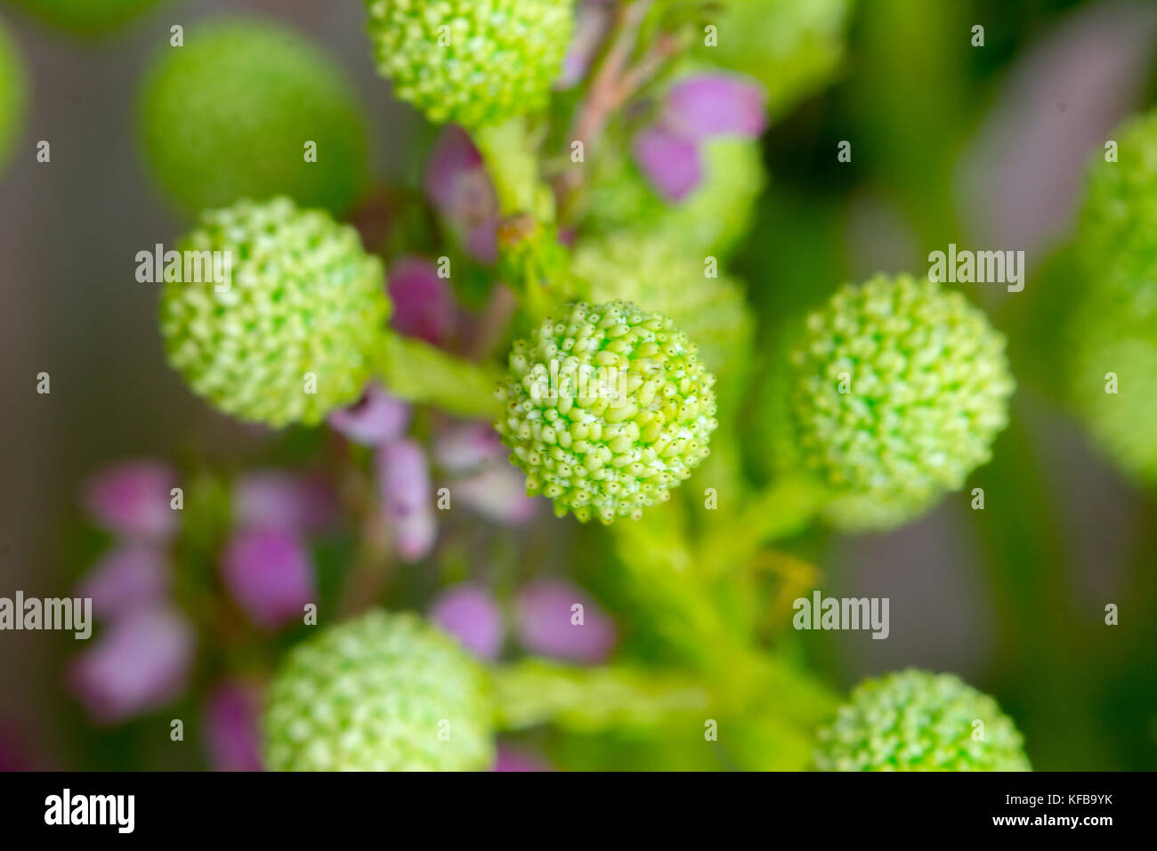 Billy Balls High Resolution Stock Photography and Images - Alamy