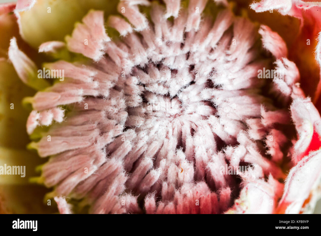 Pink king protea flower (Protea cynaroides, sugarbush, suikerbos ...