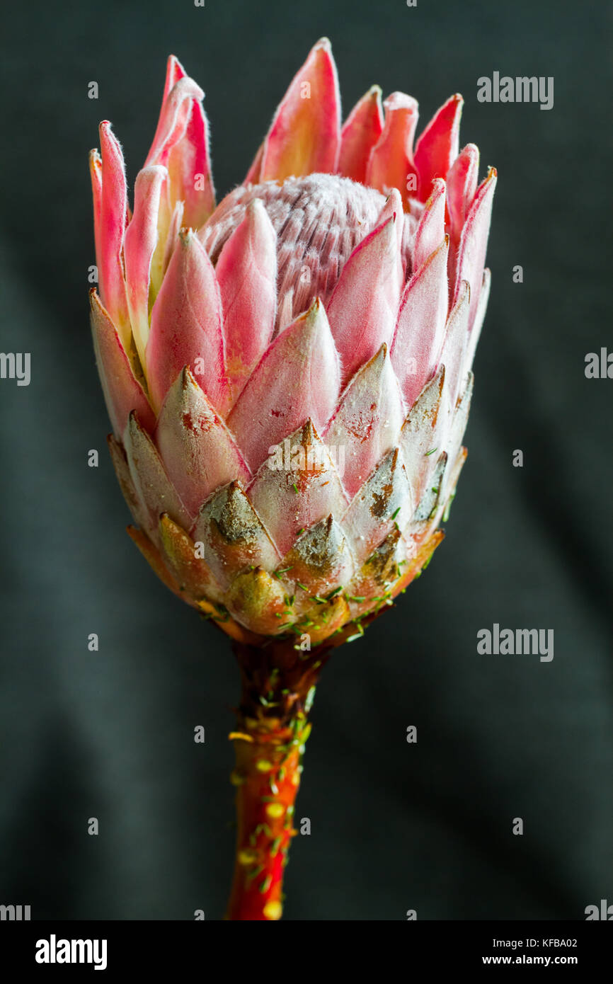 Pink king protea flower (Protea cynaroides, sugarbush, suikerbos ...