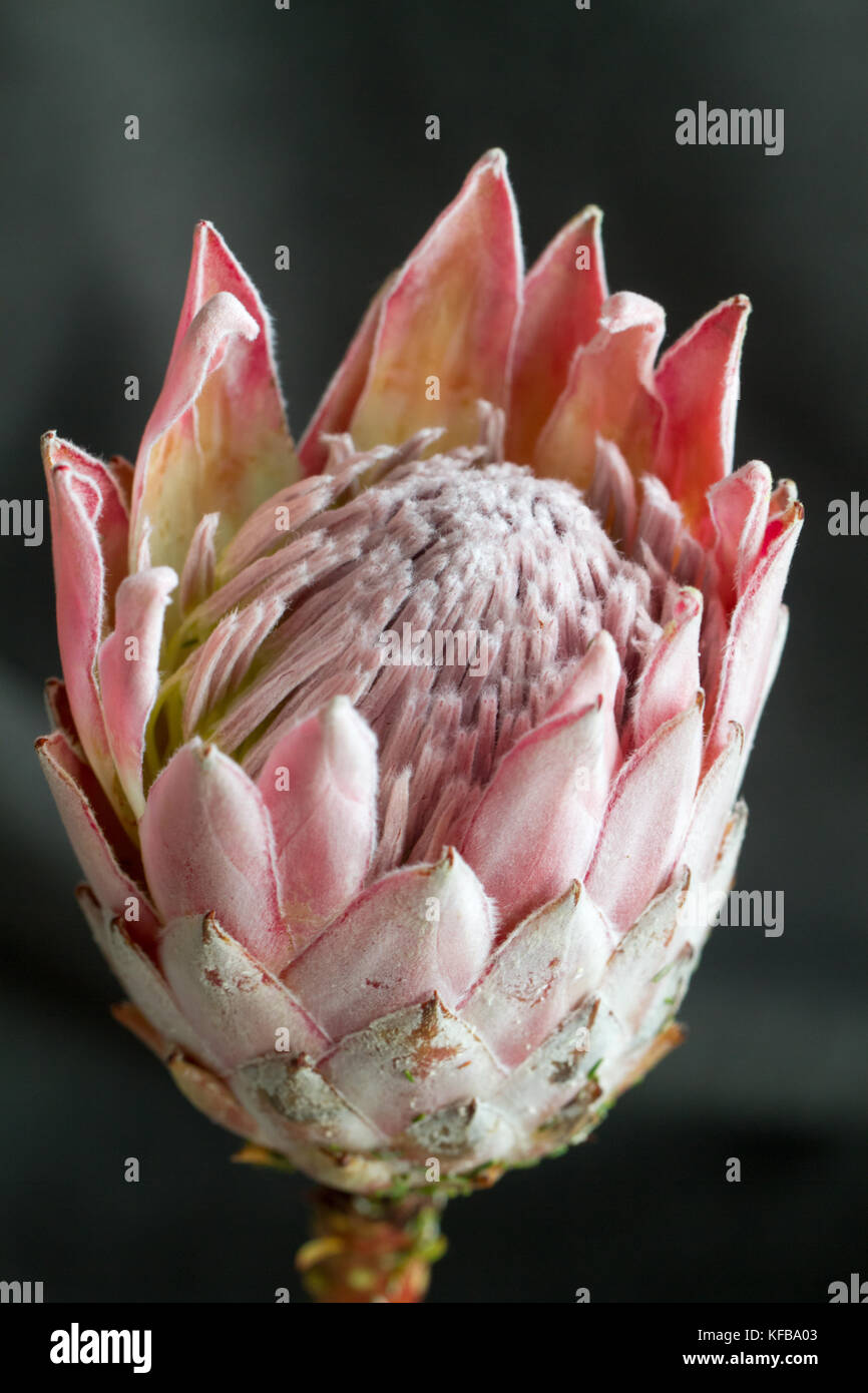 Pink king protea flower (Protea cynaroides, sugarbush, suikerbos ...