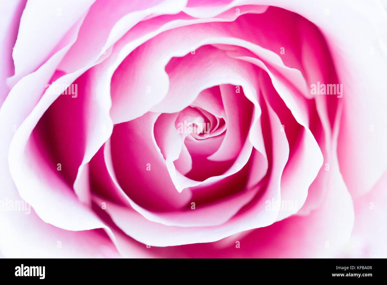 Close-up of pink rose indors, in a bouquet Stock Photo - Alamy