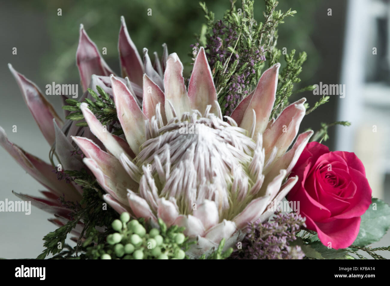 Pink king protea flower (Protea cynaroides, sugarbush, suikerbos ...