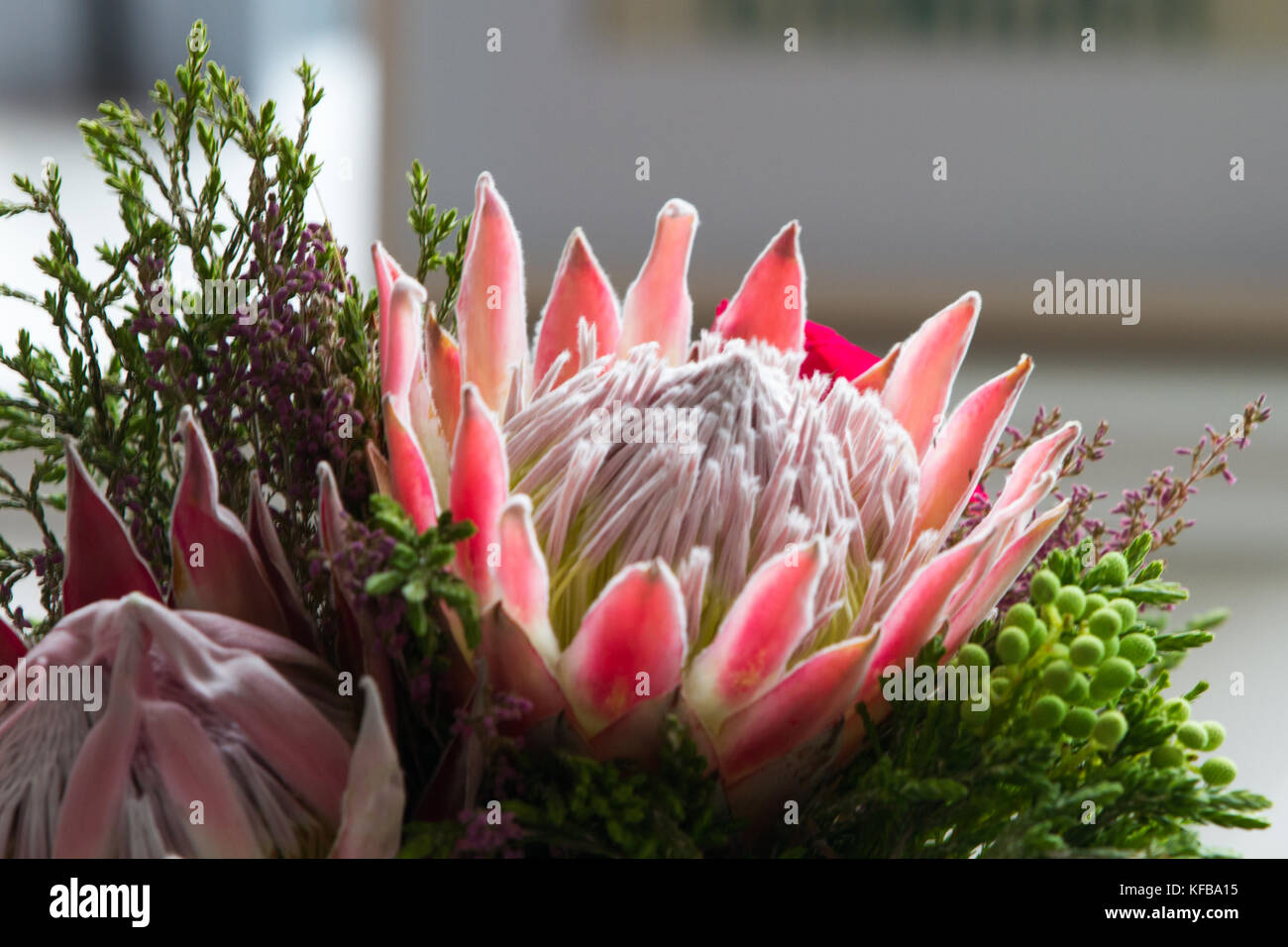 Pink king protea flower (Protea cynaroides, sugarbush, suikerbos ...