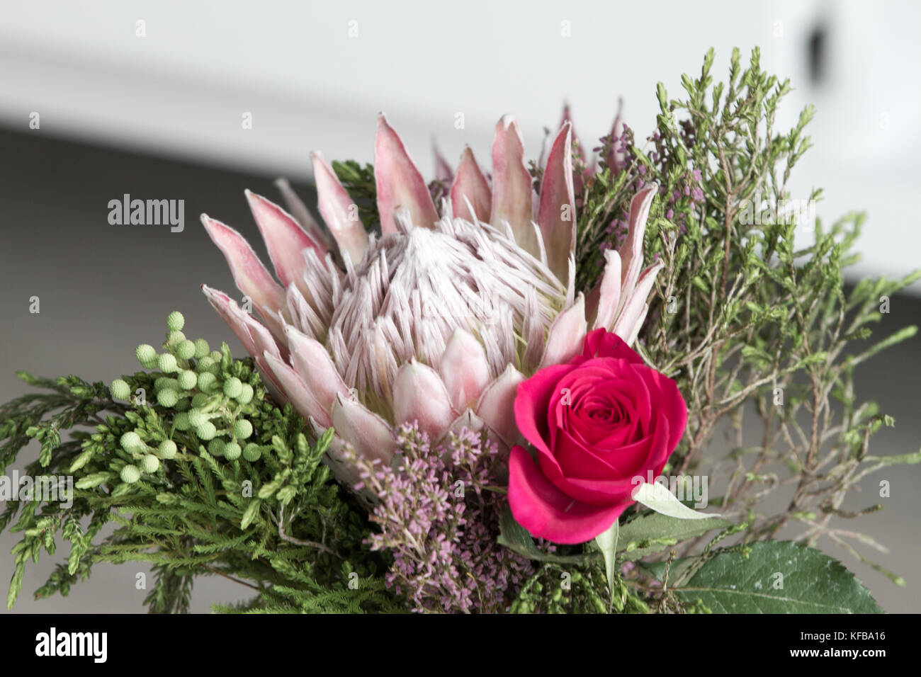 Pink king protea flower (Protea cynaroides, sugarbush, suikerbos ...