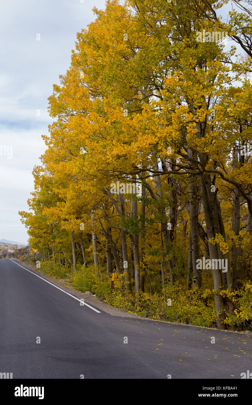 Aspen groves in peak fall color line the sides of the road as it winds ...