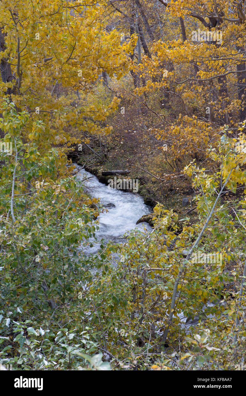 An Aspen grove of trees in fall color line the banks Magee creek in the ...