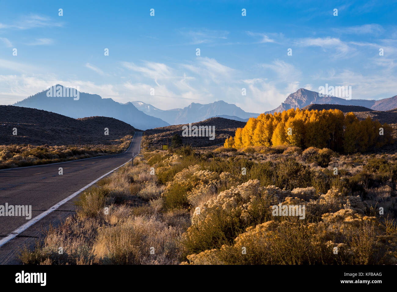 Aspen groves in peak fall color along side of the road on the June Lake ...