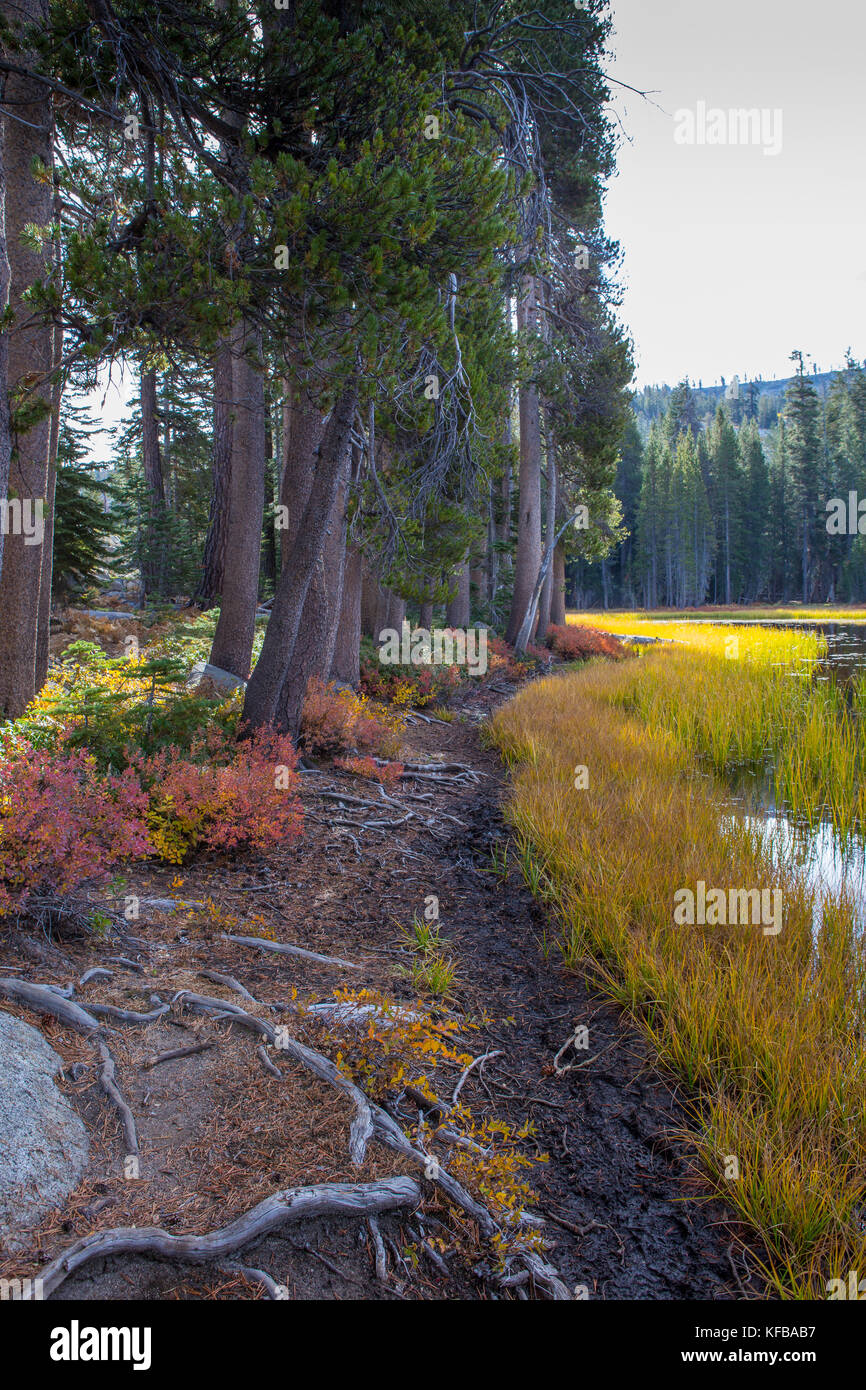 A small mountain lake surrounded by fall color in Yosemite national ...