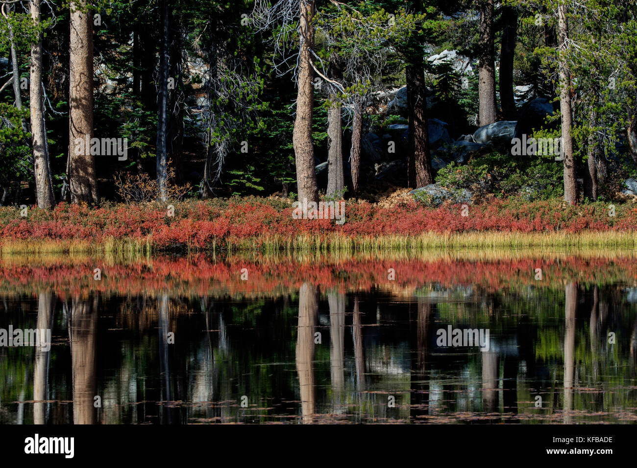 A small mountain lake surrounded by fall color in Yosemite national ...