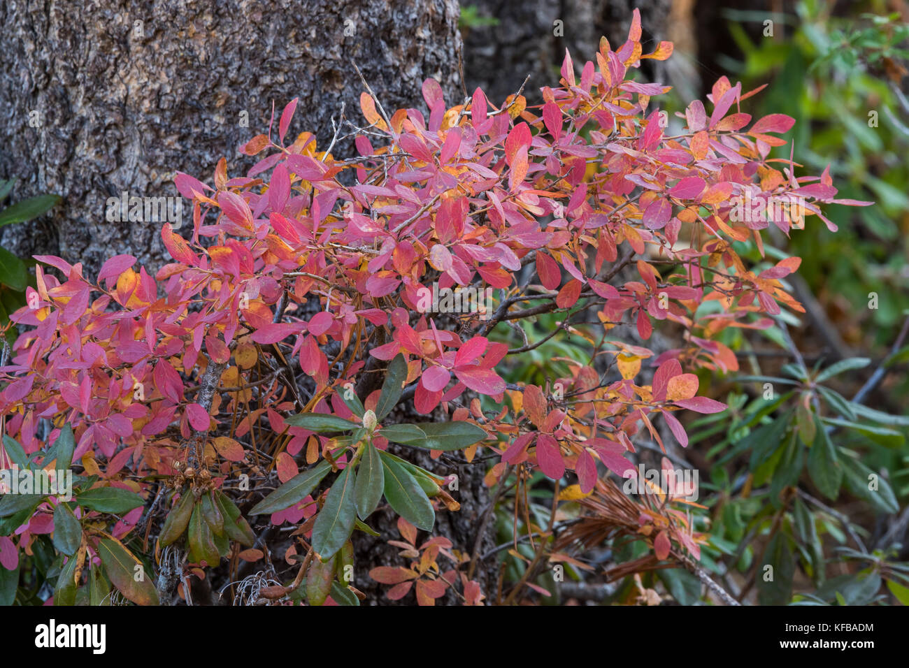 Red and green fall colors around the base of a tree in October 2017 ...