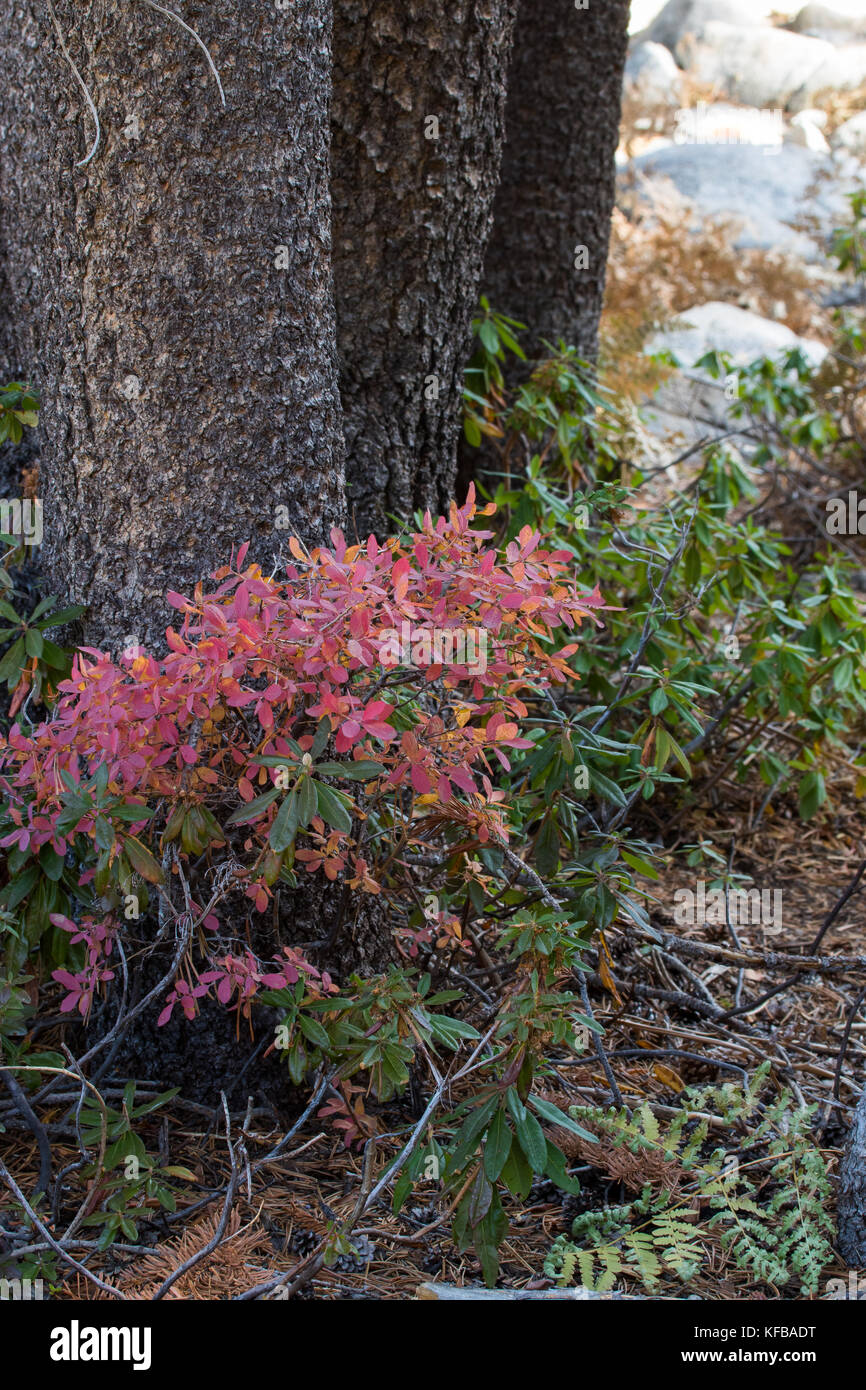 Fall autumn leaves colors colorful tree trees hi-res stock photography ...