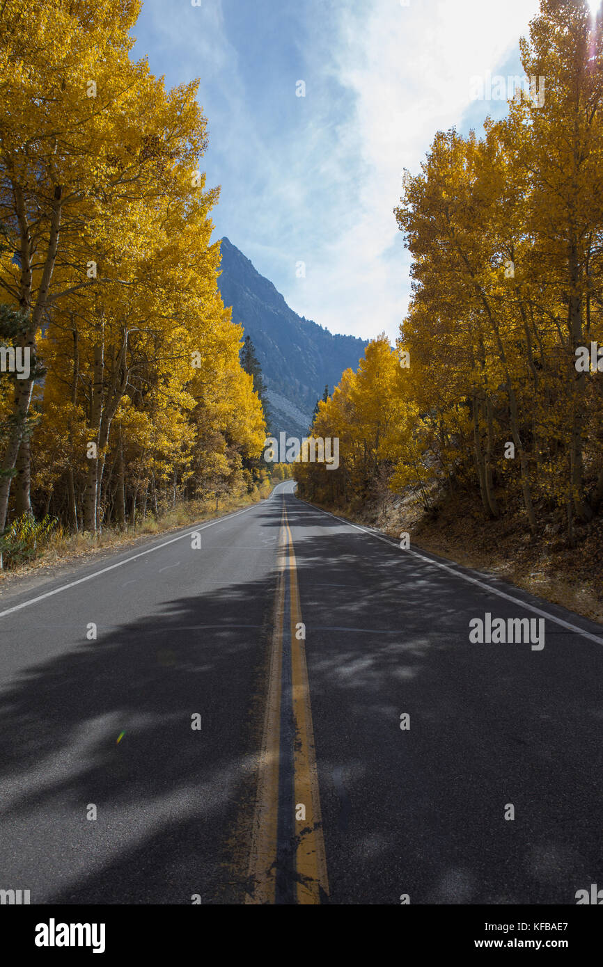 Aspen groves in peak fall color line the sides of the road on the June ...