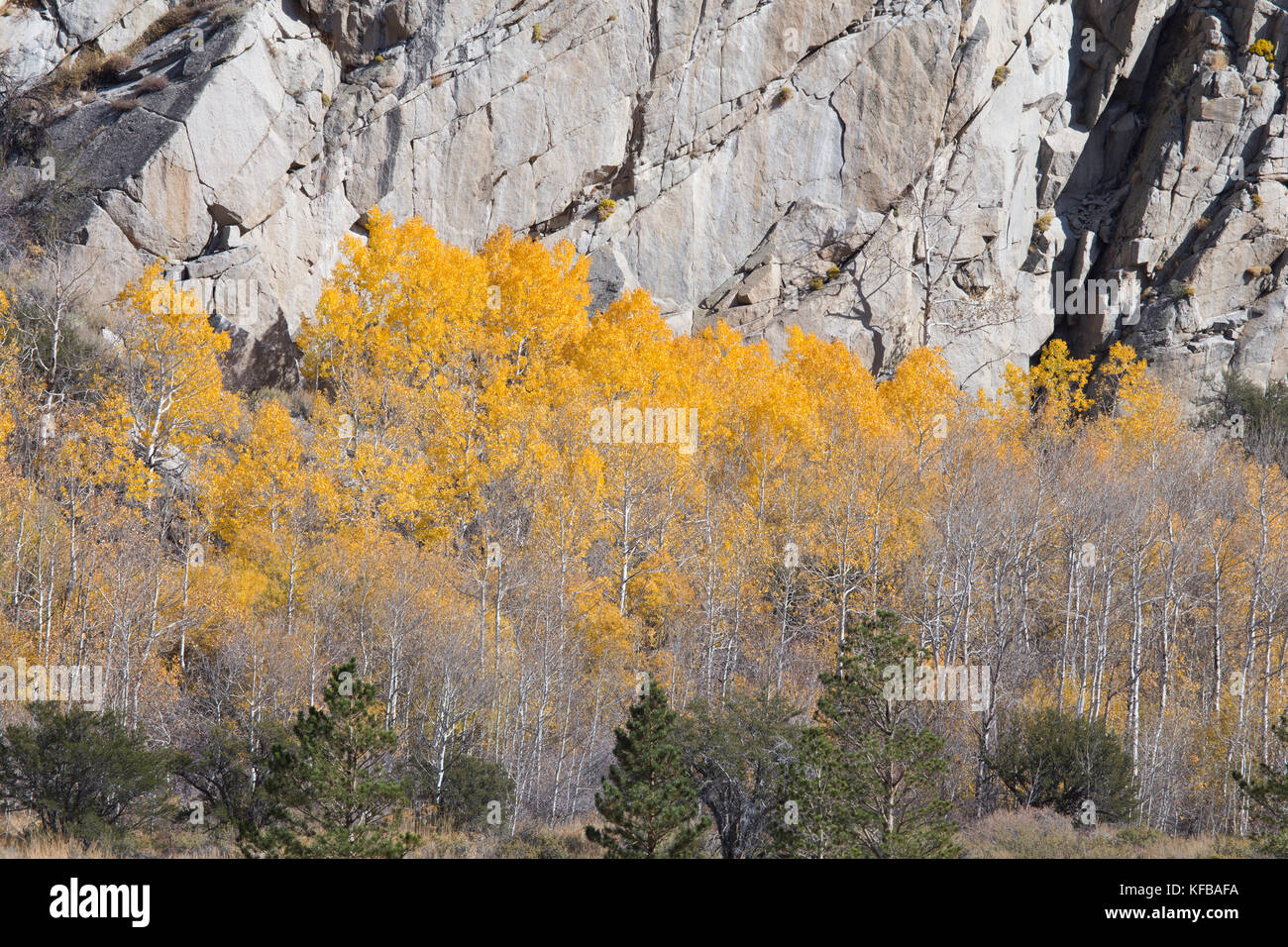Aspen trees against a rugged rock cliff face begin to lose their leaves ...