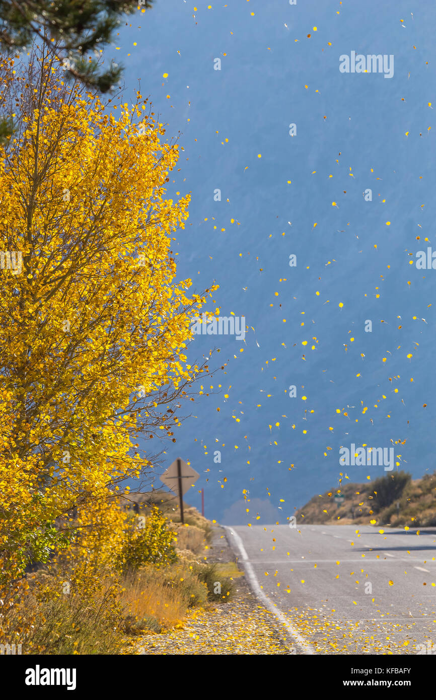 Wind Blowing Trees Lake Stock Photos & Wind Blowing Trees Lake Stock ...