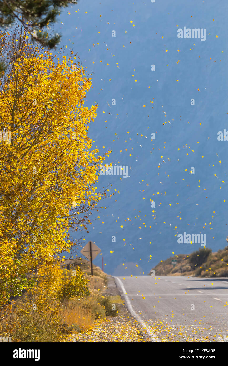 Aspen tree leaves blowing across the road during fall on the June Lake ...